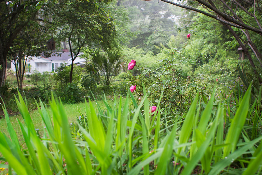 Add Sparkle with Spangle Grass - Firefly Lanterns