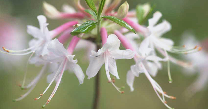 The Imperial Piedmont Azalea - Firefly Lanterns