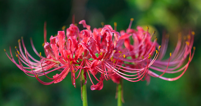 Showy, Sensational Surprise Lily - Firefly Lanterns