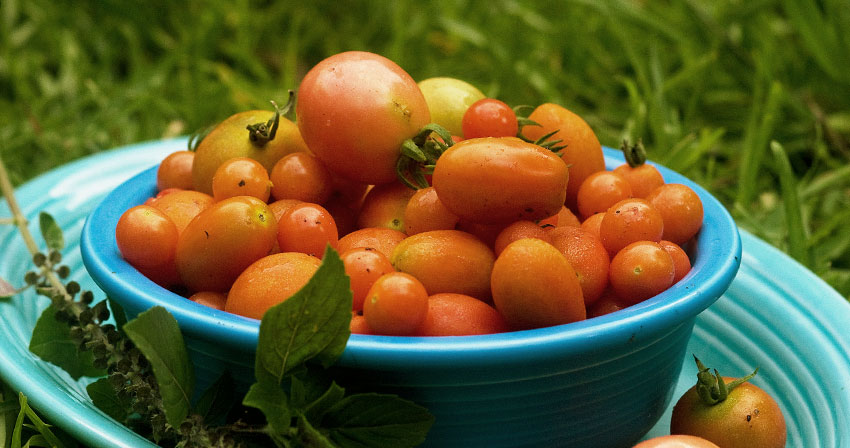 Fence-Painting Progress and Lots of Tomatoes - Firefly Lanterns