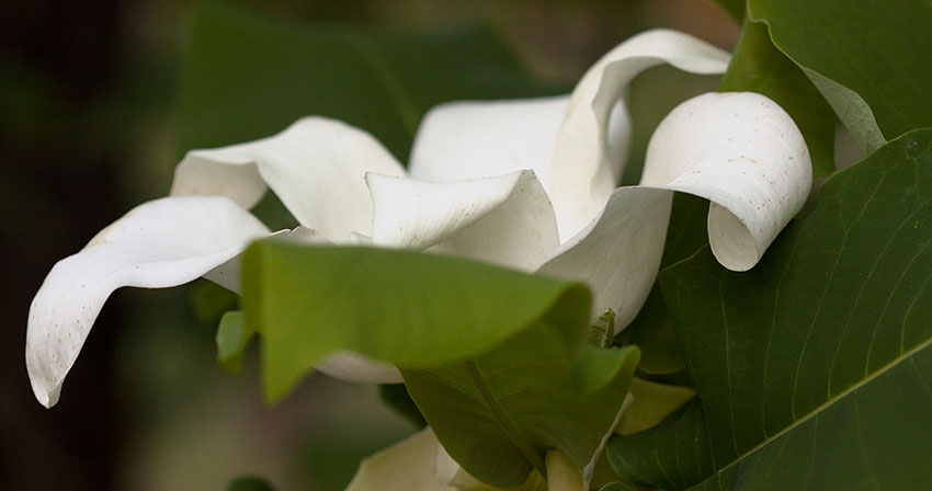 The Magnificent Ashe Magnolia - Firefly Lanterns