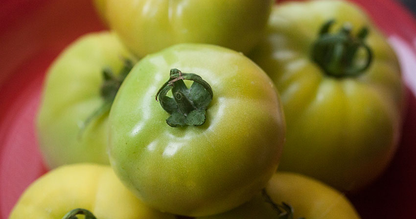 Fried Green Tomatoes - Firefly Lanterns