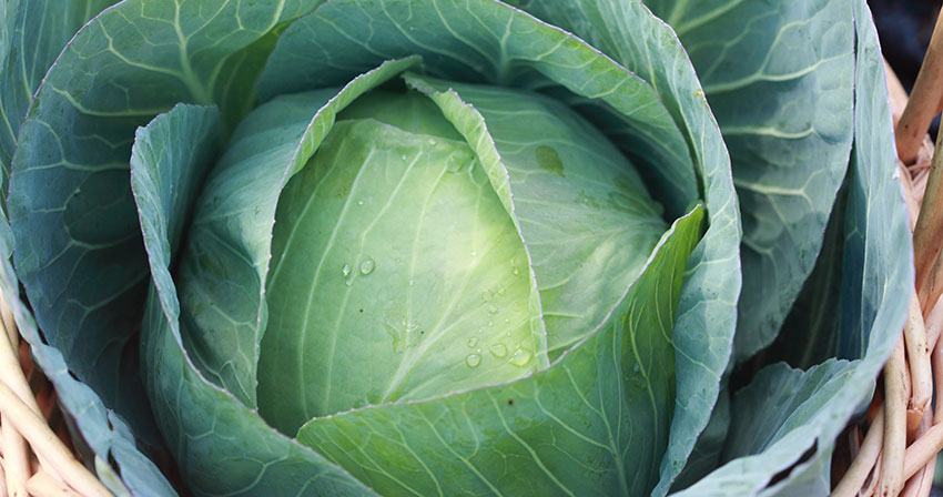 Cabbage Salad with Ramen Noodles - Firefly Lanterns
